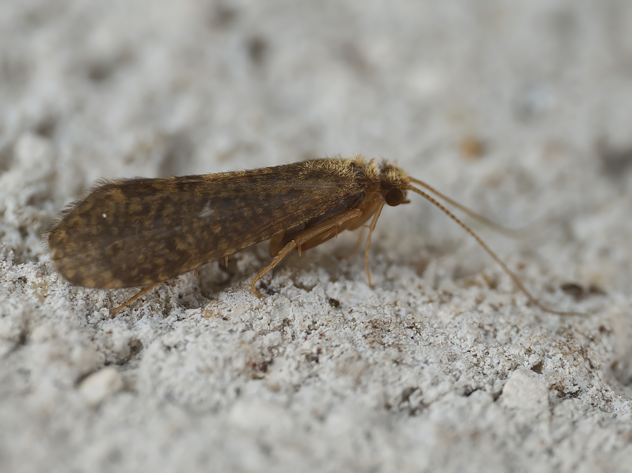 [Ecnomus tenellus] Polycentropus ? - Le Monde des insectes